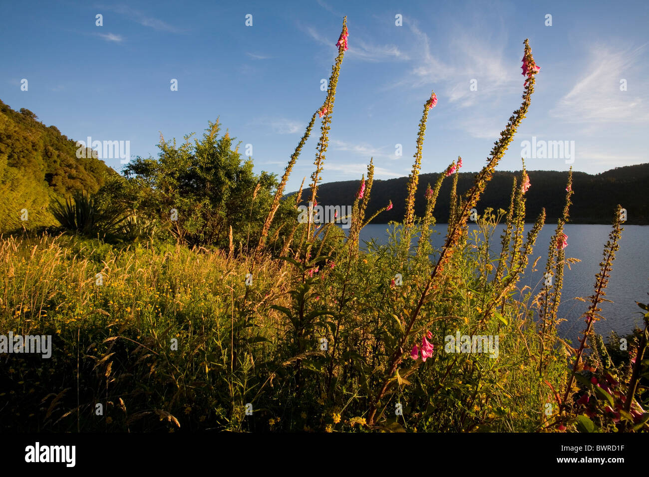 Moeraki lake hi-res stock photography and images - Alamy