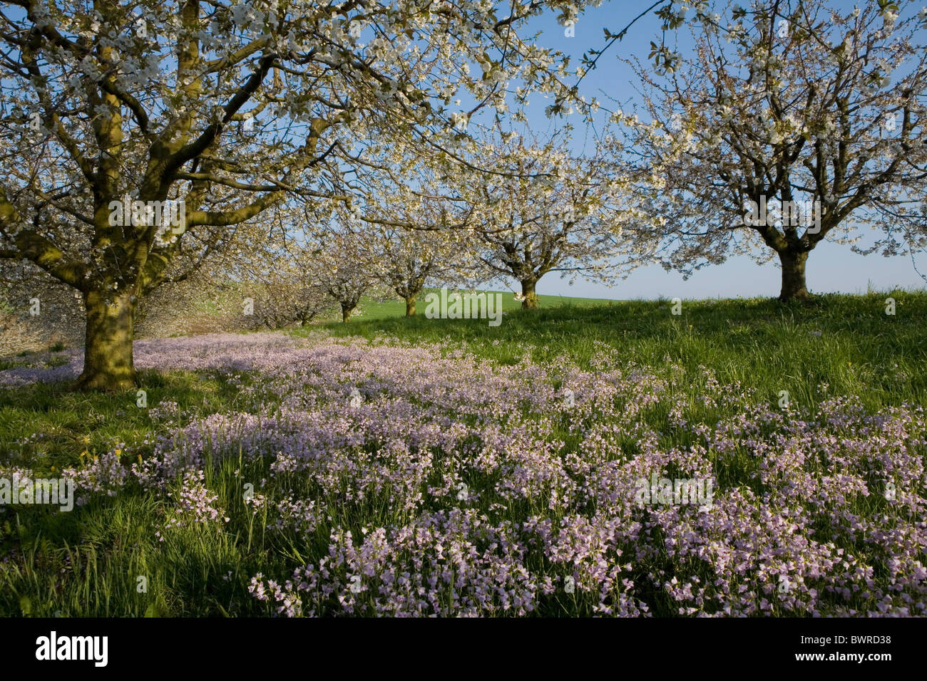 Basel Country High Resolution Stock Photography and Images - Alamy