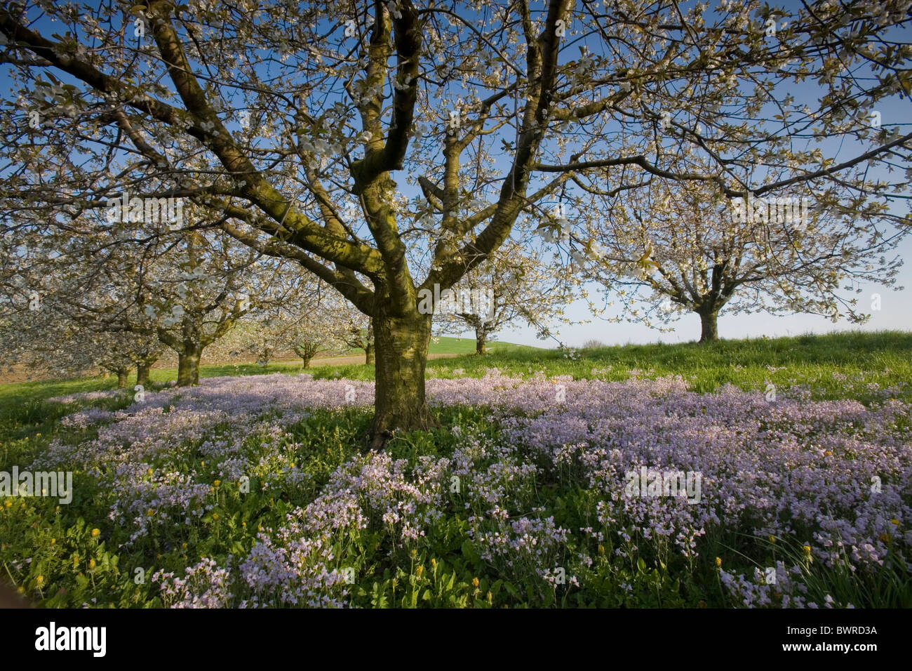 Basel Country High Resolution Stock Photography and Images - Alamy