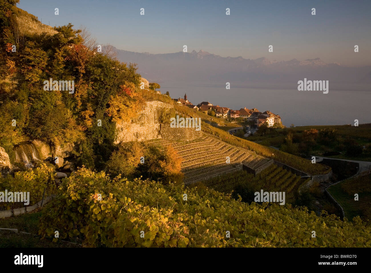 Switzerland Europe Rivaz Autumn Lake Geneva Lac Leman canton Vaud Water ...
