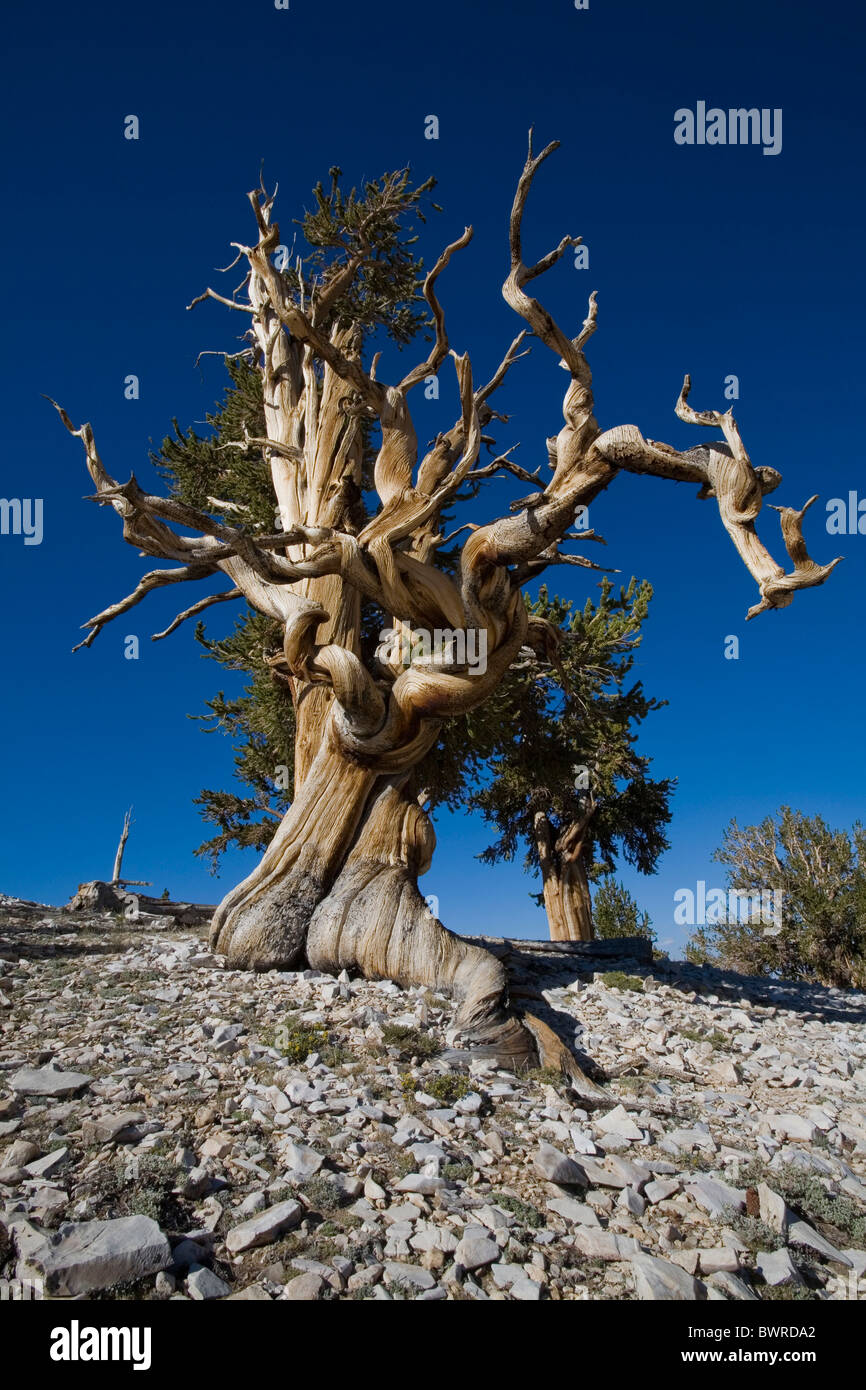 United states pines hi-res stock photography and images - Alamy