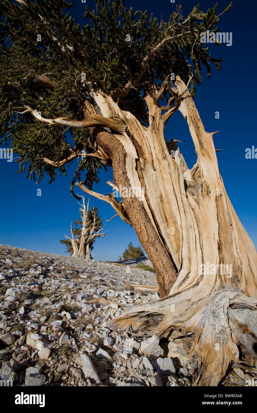 United states pines hi-res stock photography and images - Alamy