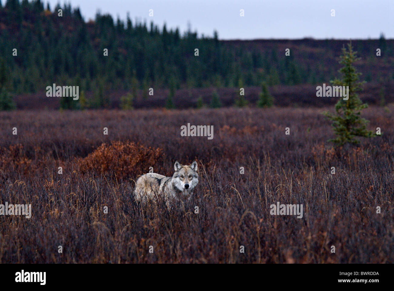 Wolf USA America United States North America Alaska Denali national ...