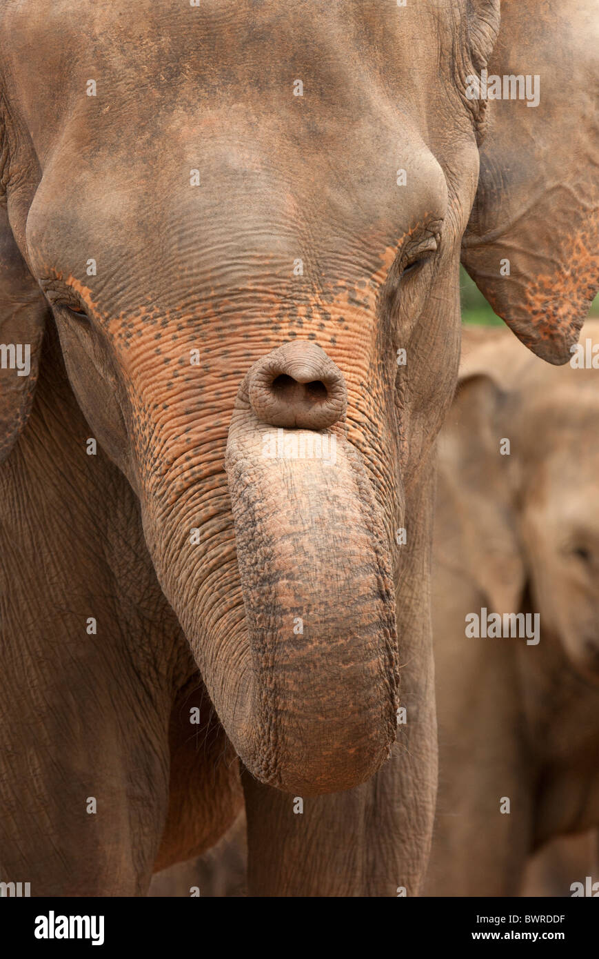 Asian Elephant Elephas maximus maximus Stock Photo - Alamy
