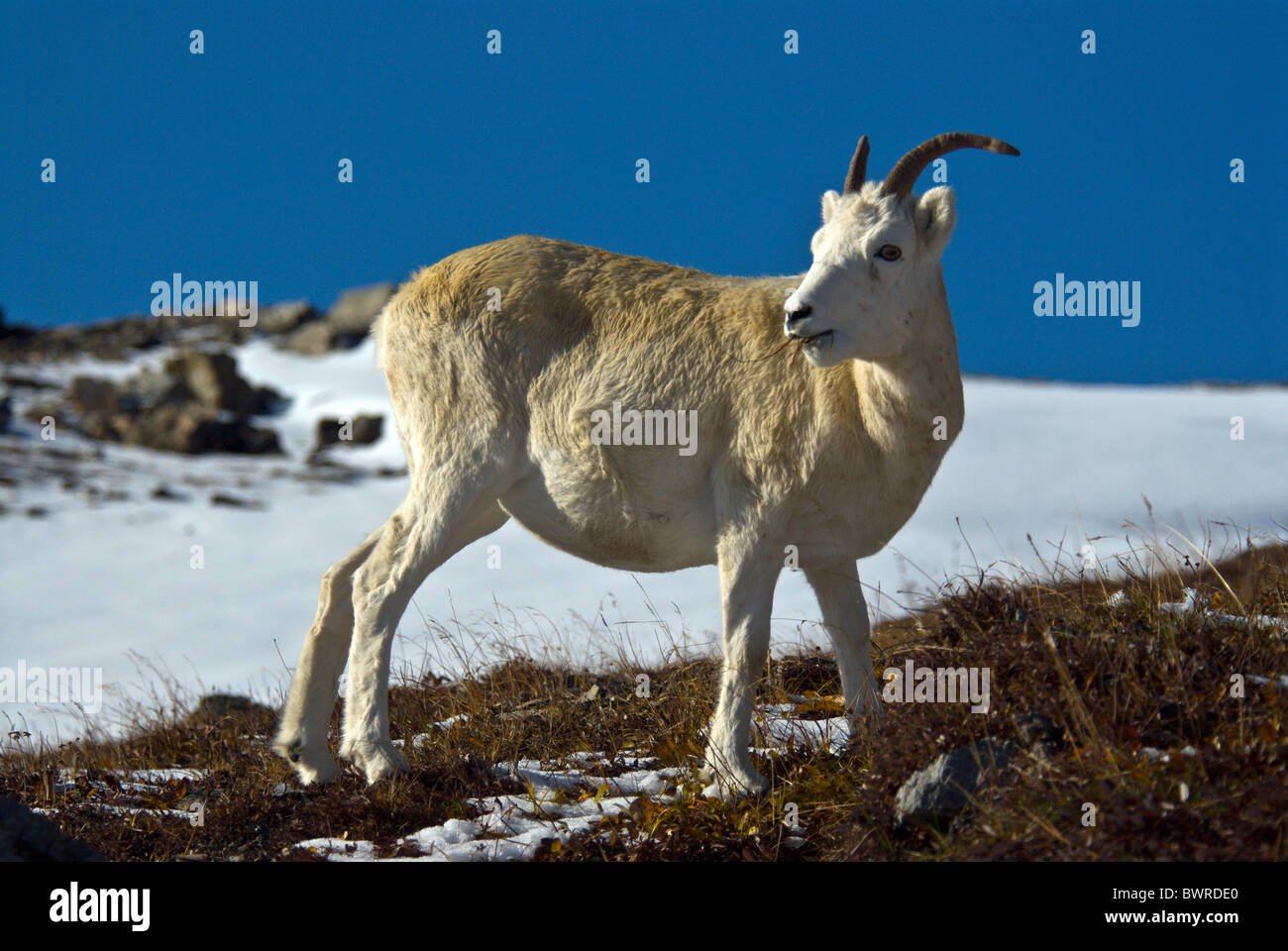 Dall Sheep Ovis Dalli Denali national park USA America United States ...