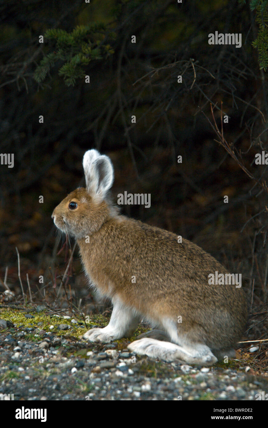 Snowshoe Hare Lepus americanus Denali national park USA America United ...