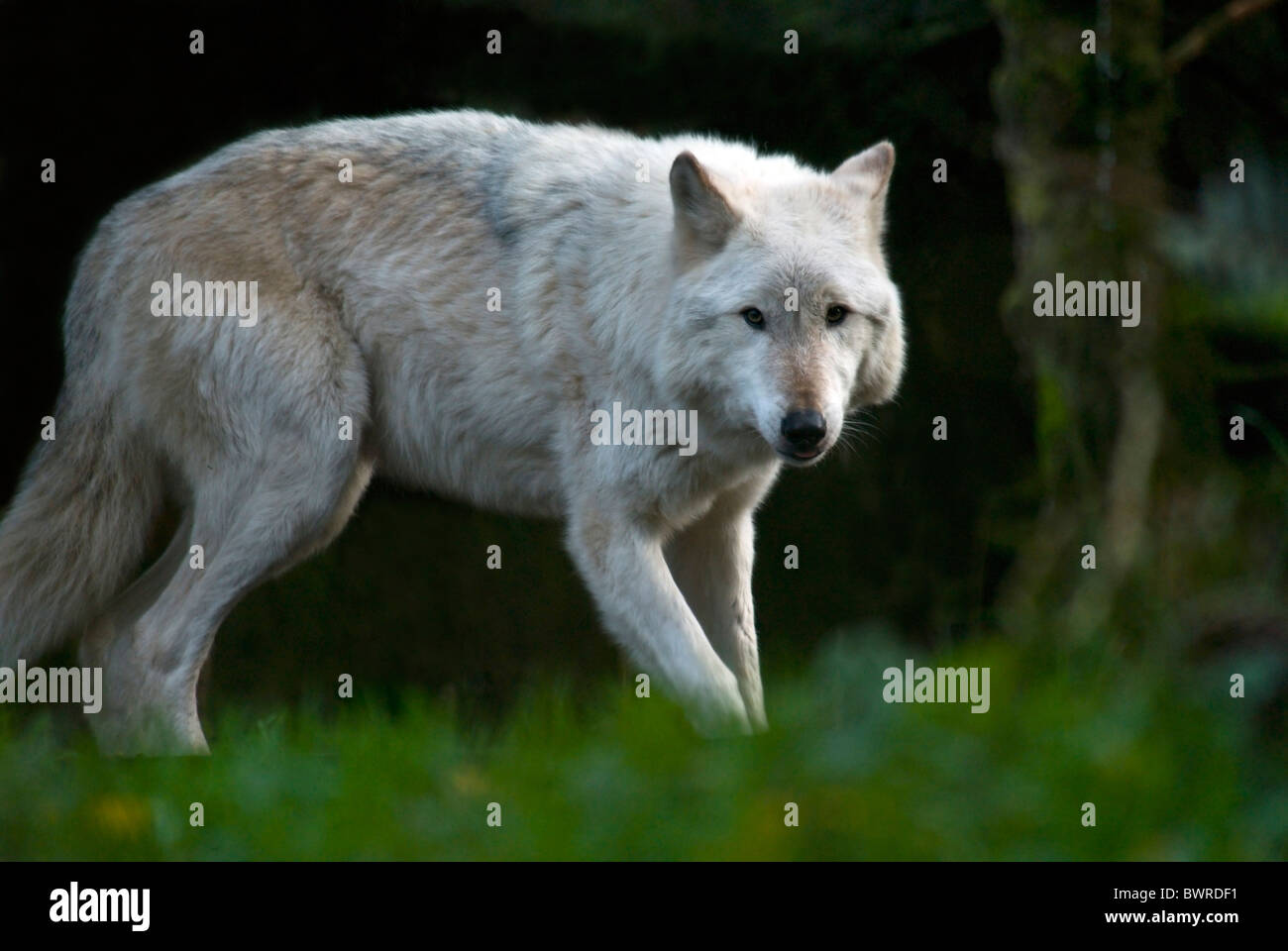 Wolf Gray Wolf wolf animal Canis lupus Wolves one 1 Animal Animals ...