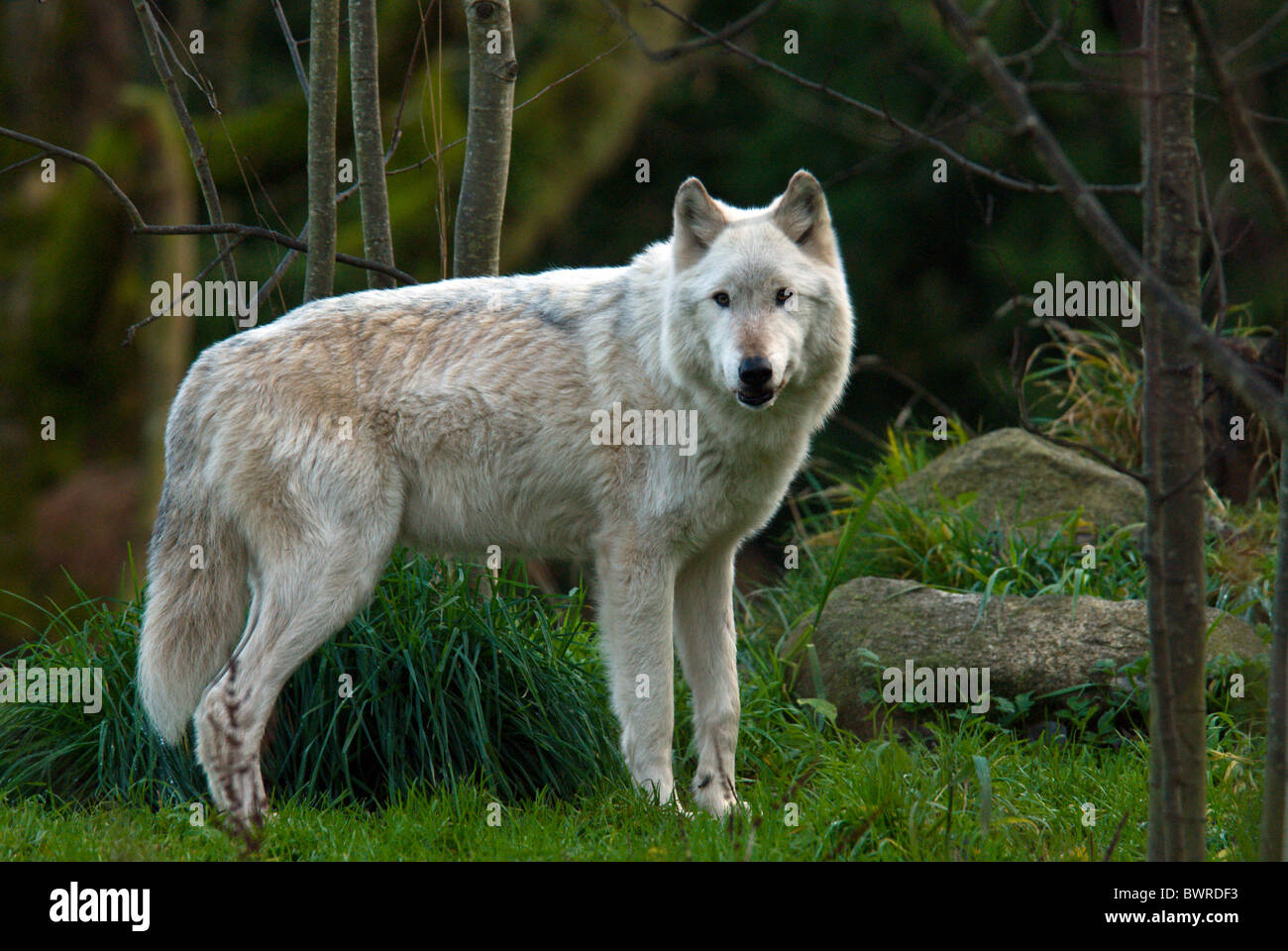 Wolf Gray Wolf wolf animal Canis lupus Wolves one 1 Animal Animals ...