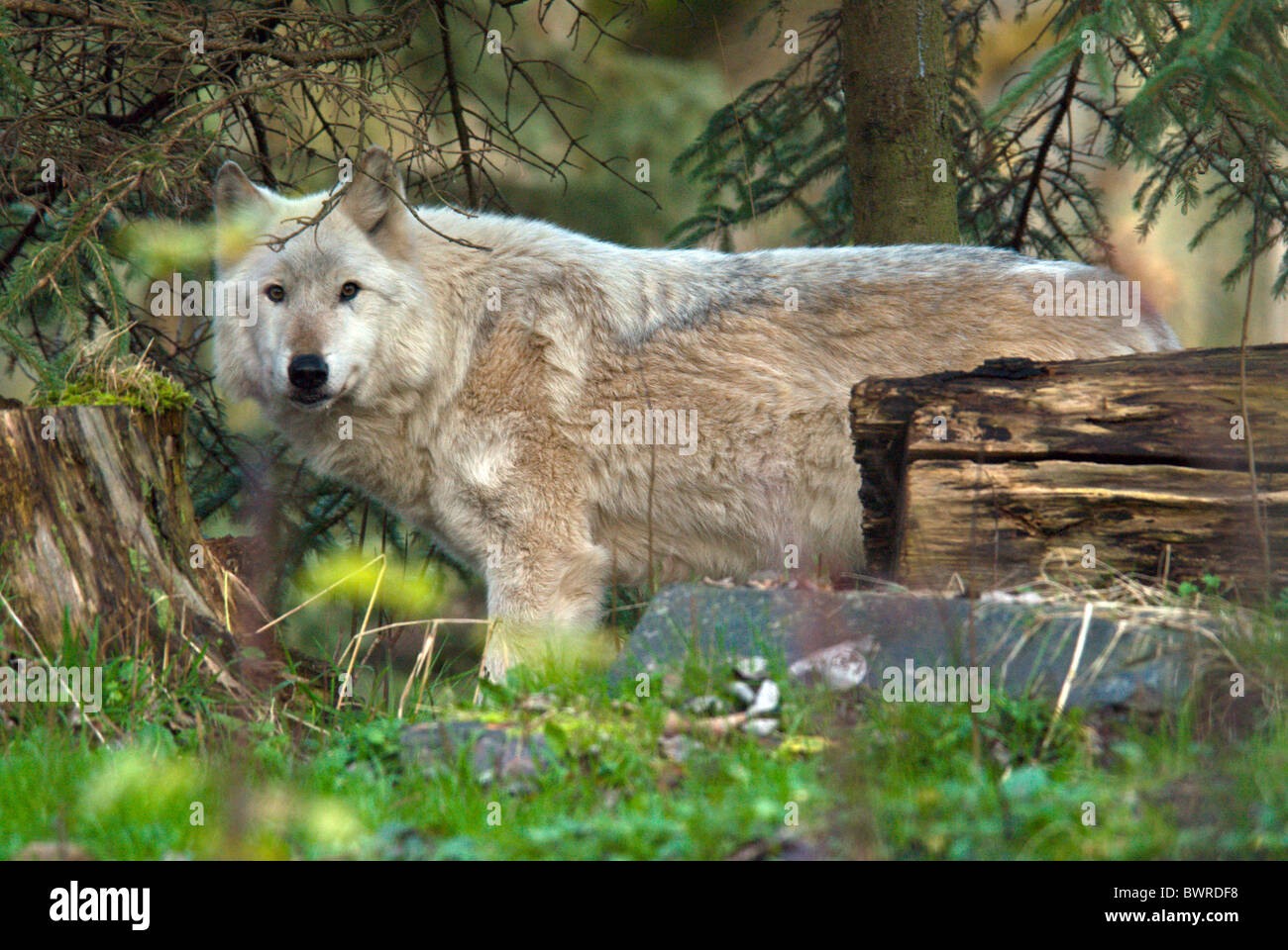 Wolf Gray Wolf wolf animal Canis lupus Wolves one 1 Animal Animals ...