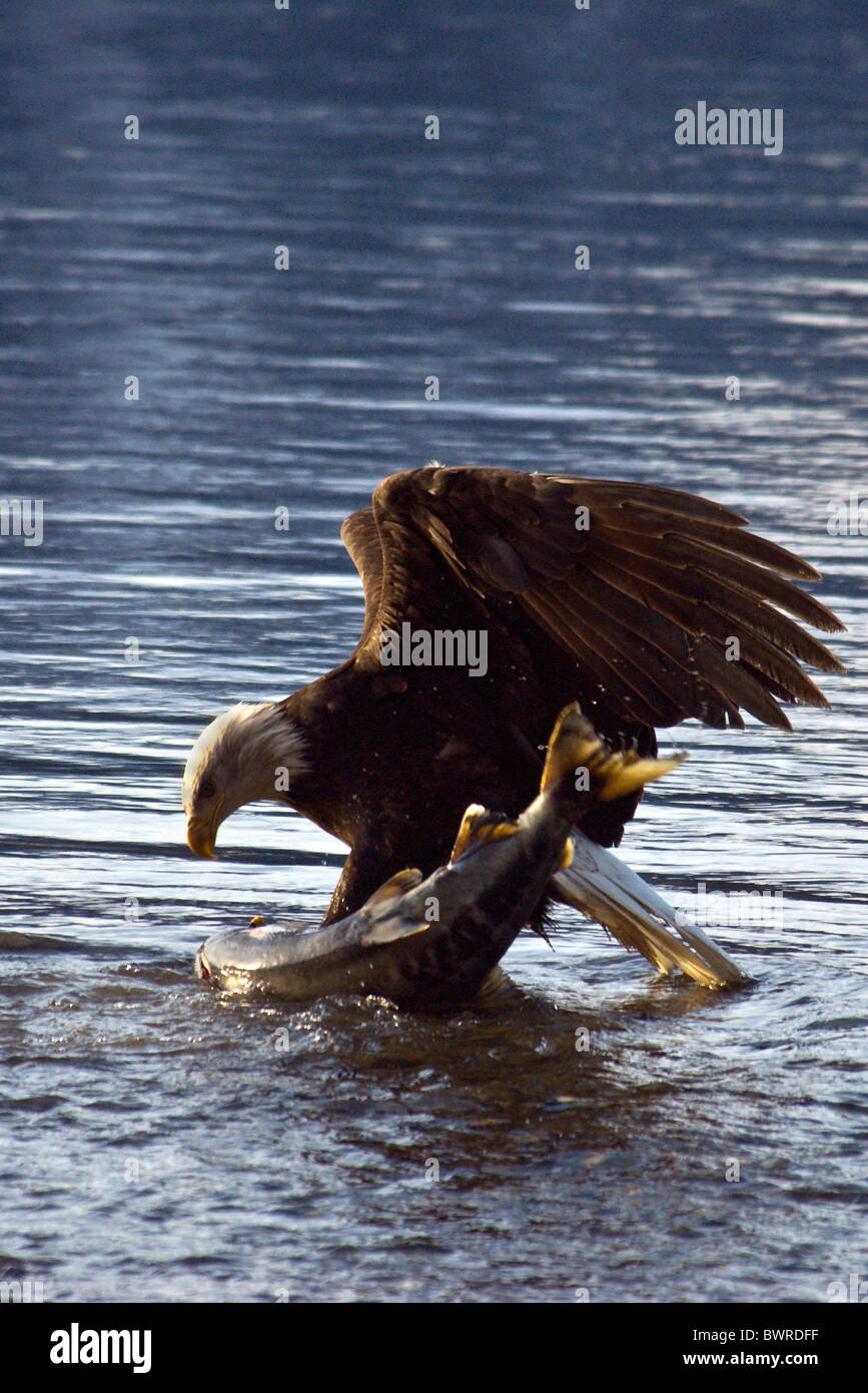 Bald eagle catching salmon hi-res stock photography and images - Alamy