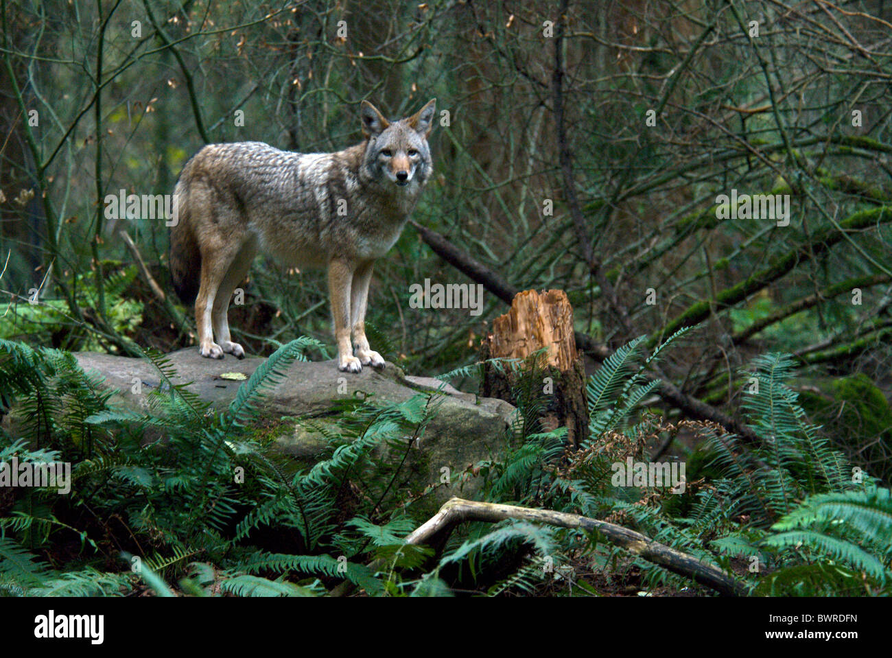 Coyote animal Canis Latrans 2007 Coyotes one 1 Animal Animals ...