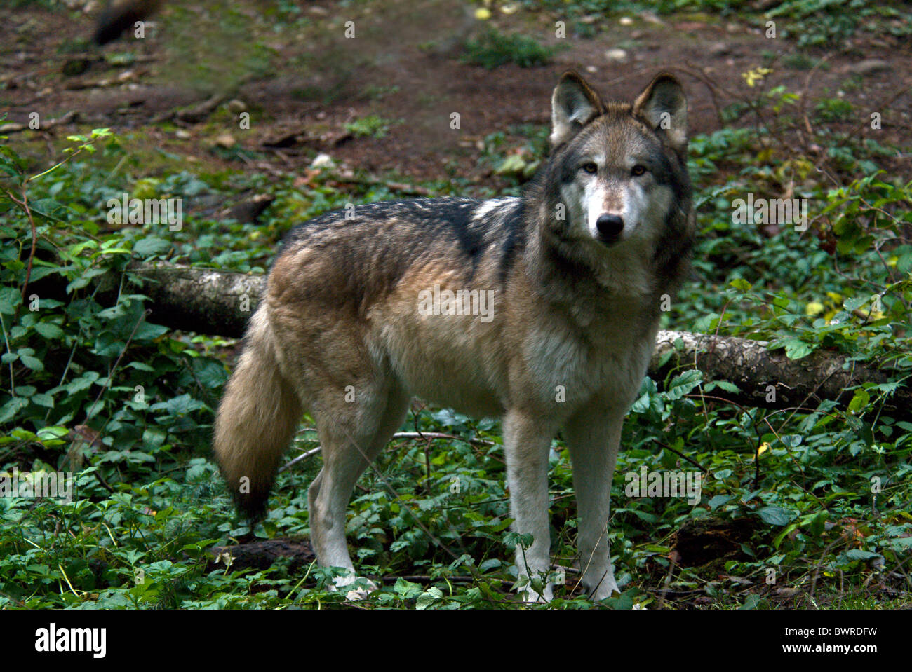 Wolf Gray Wolf wolf animal Canis lupus Wolves one 1 Animal Animals ...