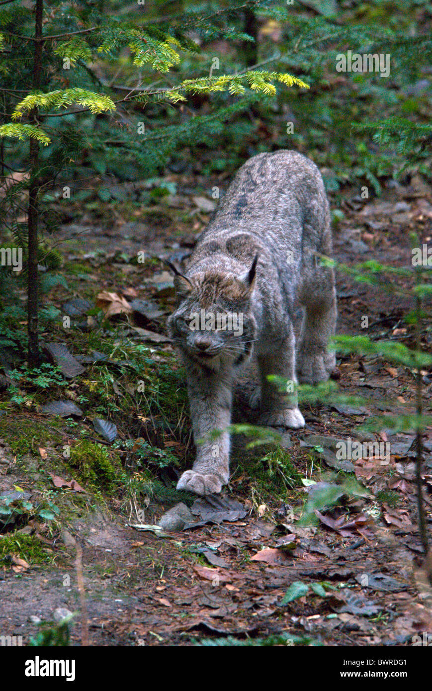 Canadian lynx Lynx canadensis one 1 Animal Animals Wilderness Wildlife ...