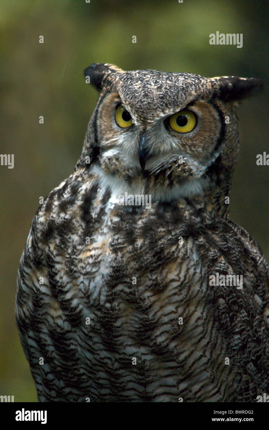 10843541 hi-res stock photography and images - Alamy