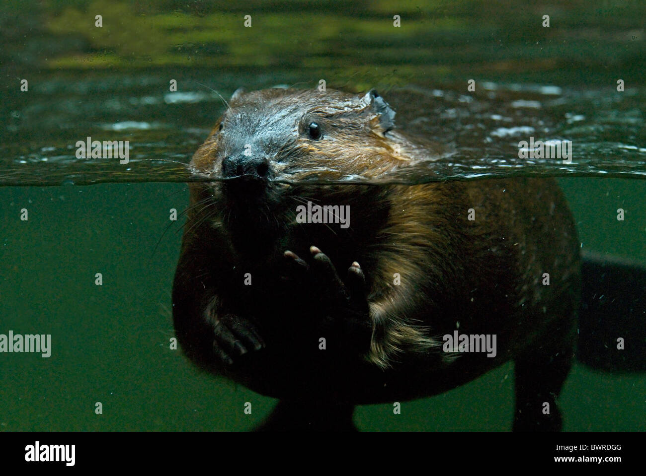 American Beaver Castor canadensis one 1 Animal Animals Wildlife Fauna ...