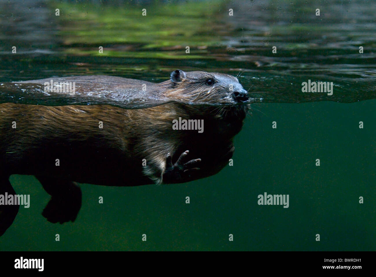 Beaver swimming underwater High Resolution Stock Photography and Images ...