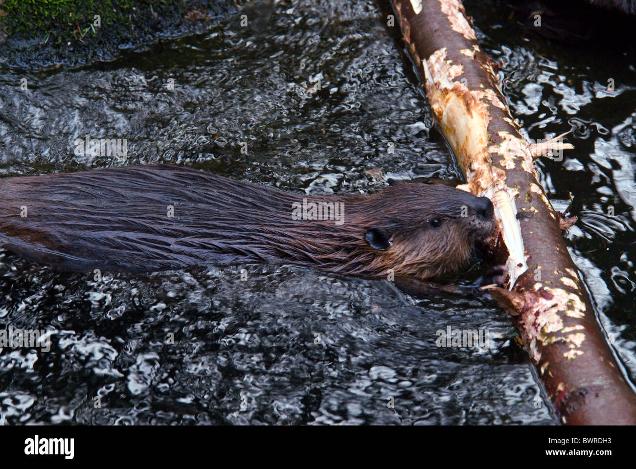 American Beaver Castor canadensis one 1 Animal Animals Wildlife Fauna ...