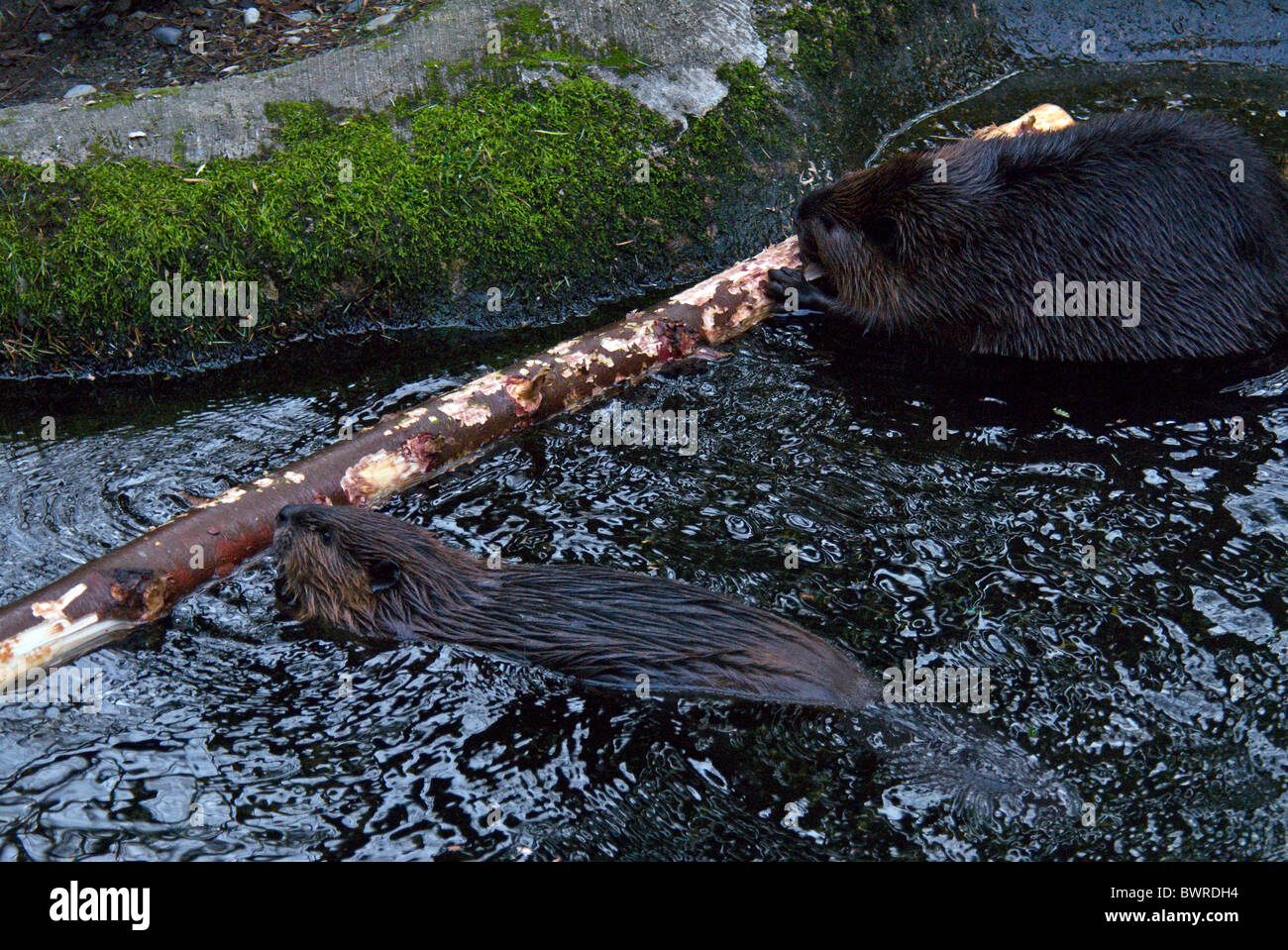 American Beaver Castor canadensis two 2 Animal Animals Wildlife Fauna ...