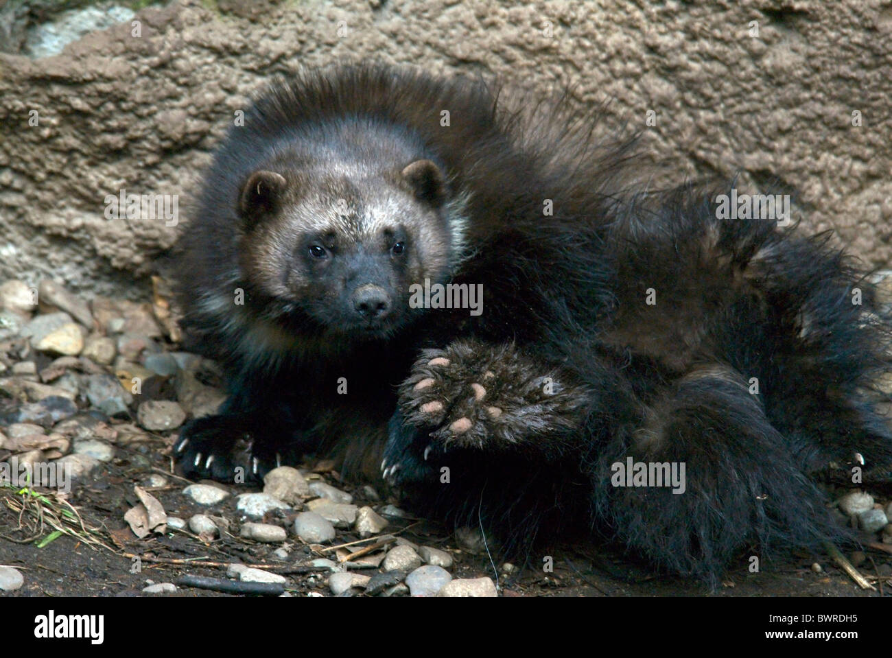 Wolverine Gulo gulo one 1 Animal Animals Wilderness Wildlife Fauna ...