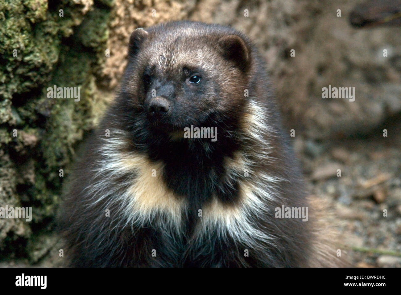 Wolverine Gulo gulo one 1 Animal Animals Wilderness Wildlife Fauna ...