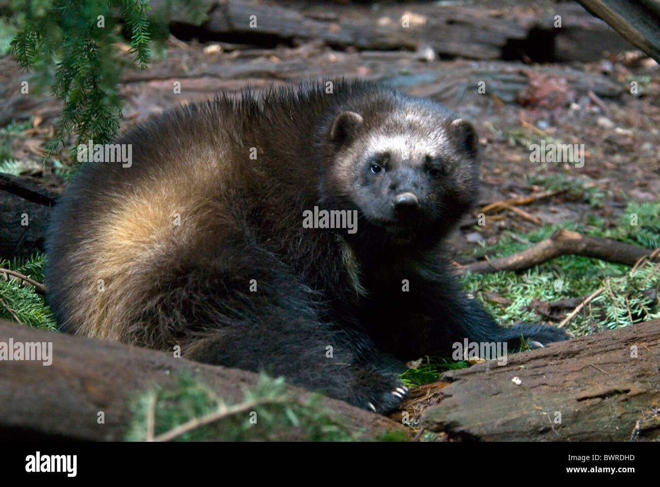 Wolverine Gulo gulo one 1 Animal Animals Wilderness Wildlife Fauna ...