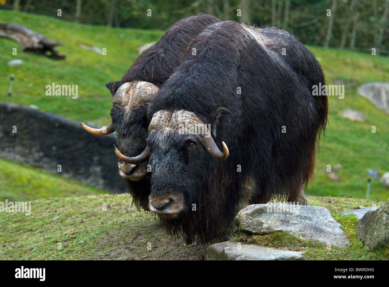 Muskox Ovibos moschatus two 2 Animal Animals Wildlife Fauna Nature ...