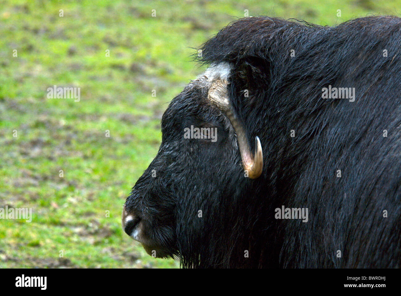 Muskox Ovibos moschatus one 1 Animal Animals Wildlife Fauna Nature ...