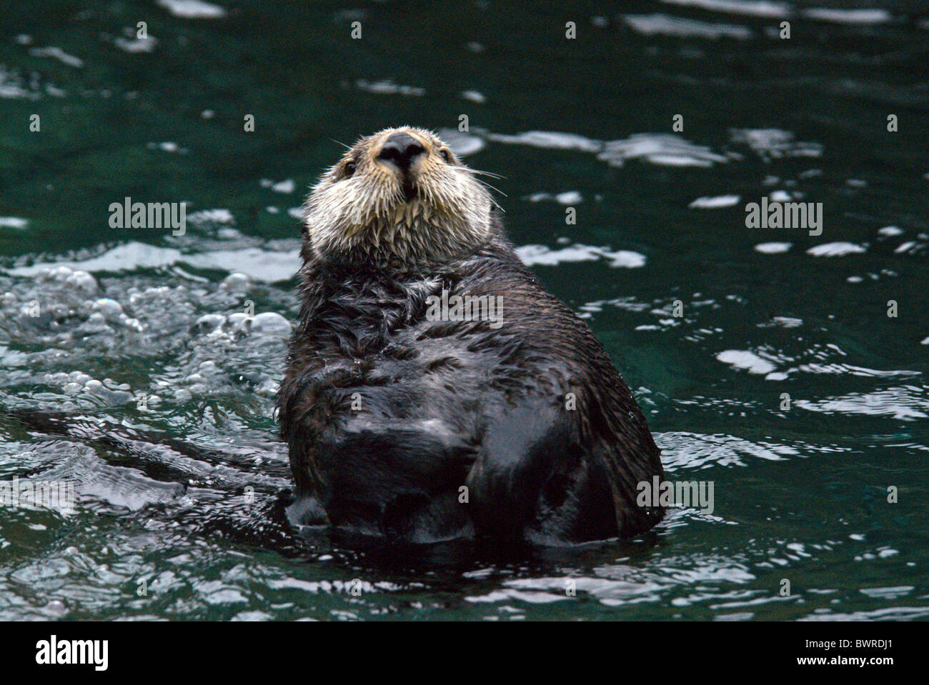 Sea otter Enhydra lutris Water 1 otter Animal Animals Wildlife Fauna ...
