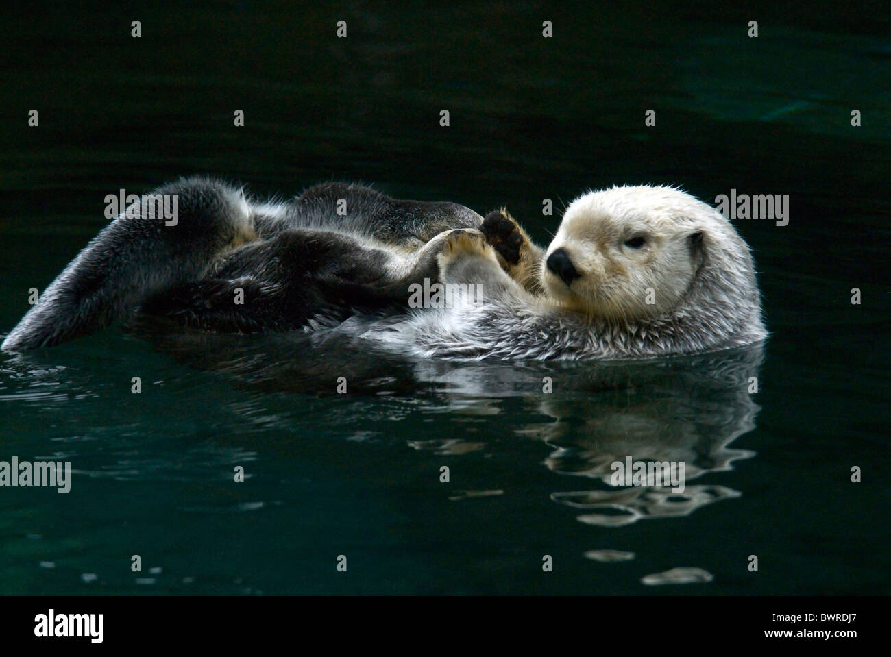 Sea otter Enhydra lutris Water 1 otter Animal Animals Wildlife Fauna ...