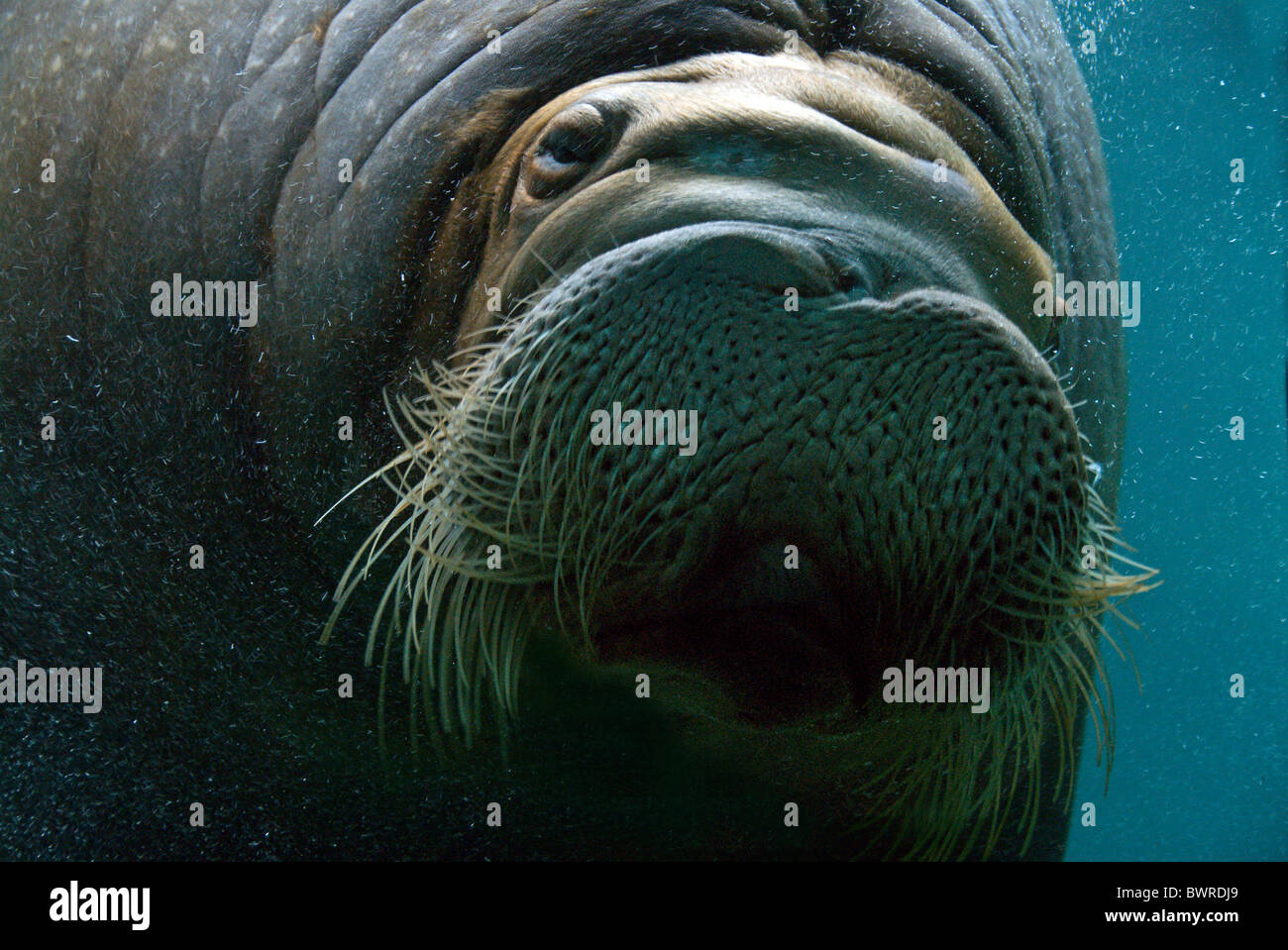 Female walrus hi-res stock photography and images - Alamy