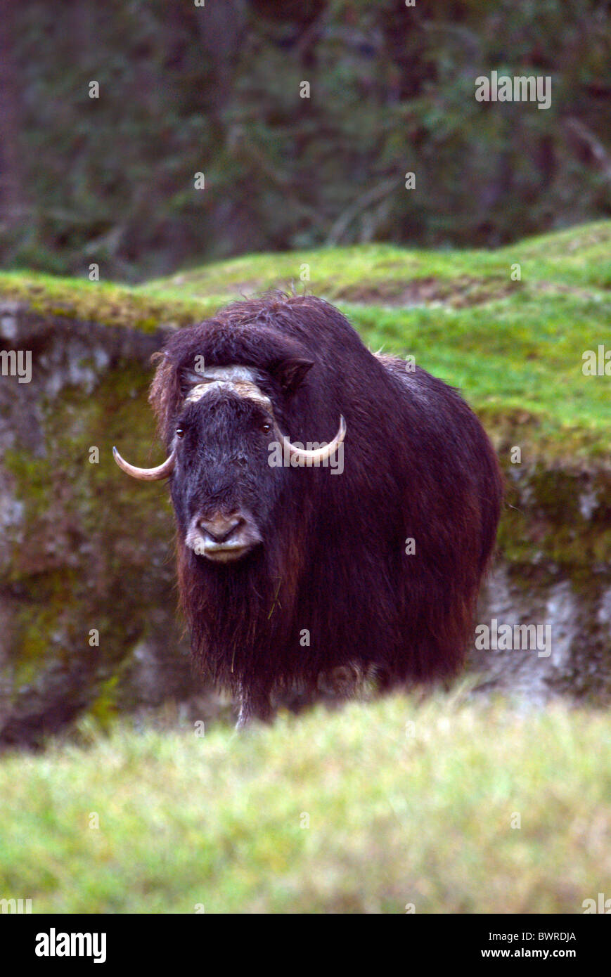 Muskox Ovibos moschatus one 1 Animal Animals Wildlife Fauna Nature ...