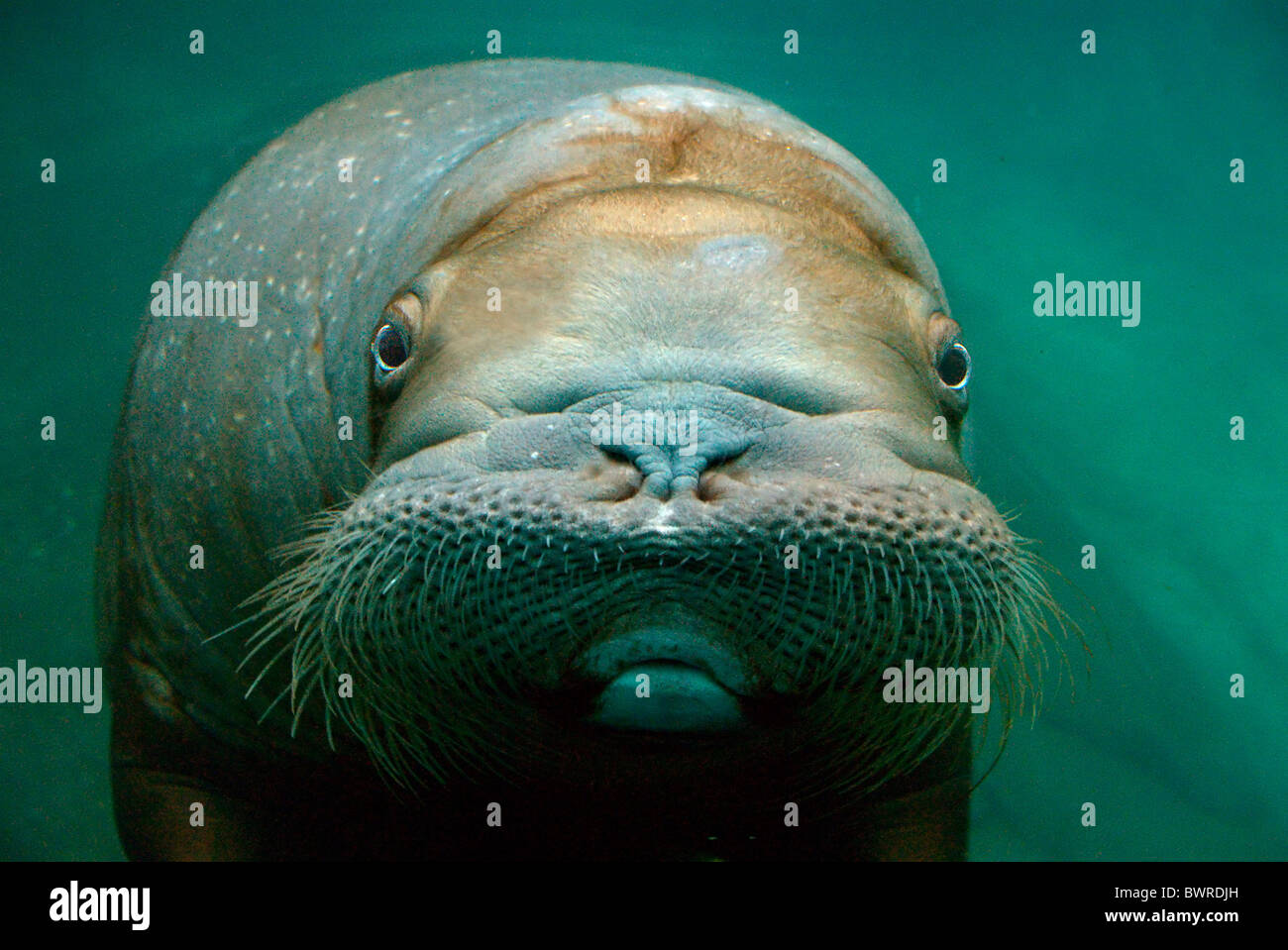 Female walrus hi-res stock photography and images - Alamy