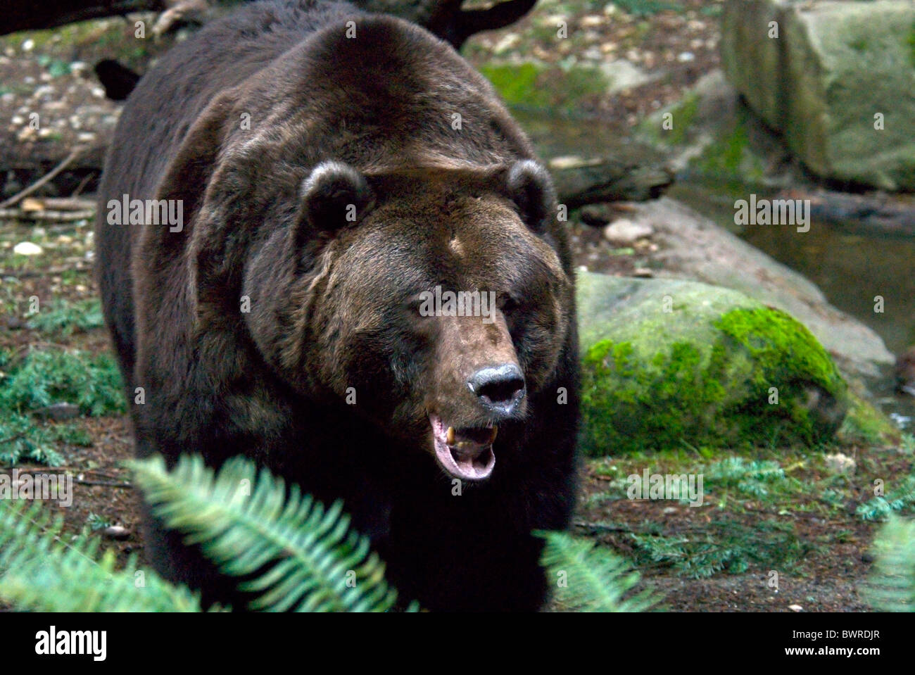 Grizzly Bear Ursus Arctos horribilis 1 Animal Animals Wildlife Fauna ...
