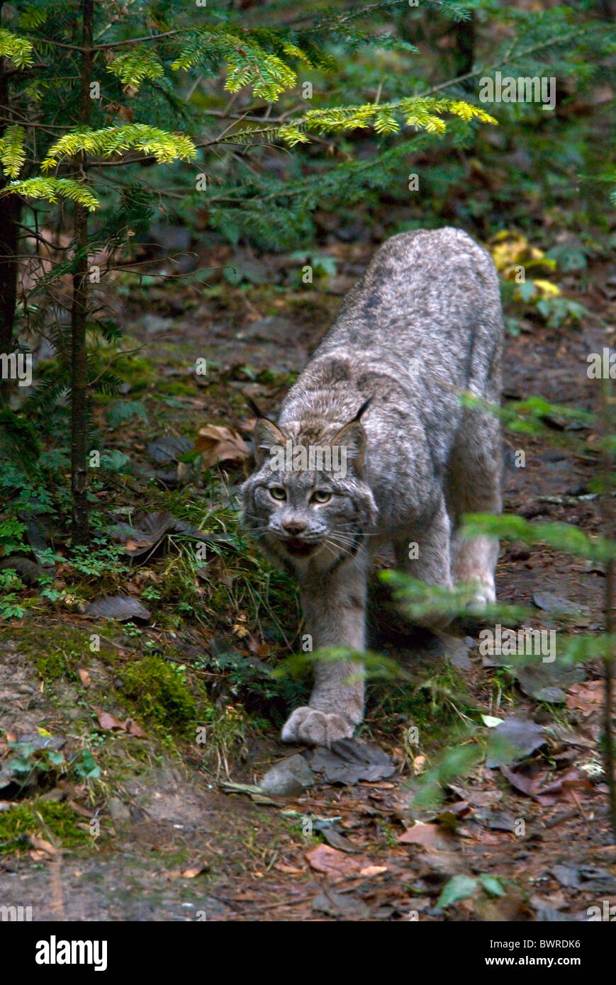 Canadian lynx Lynx canadensis one 1 Animal Animals Wilderness Wildlife ...