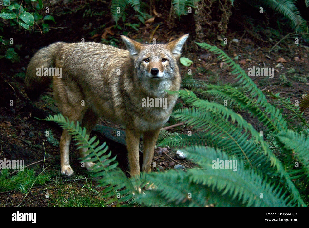 Coyote animal Canis Latrans 2007 Coyotes one 1 Animal Animals ...