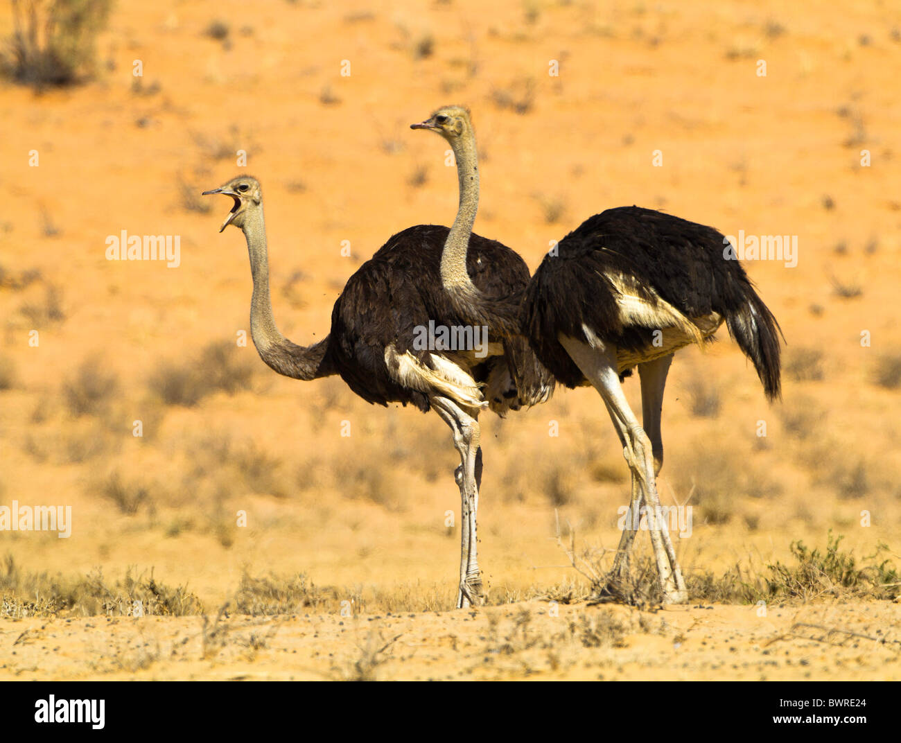 Ostrich wildlife hi-res stock photography and images - Alamy