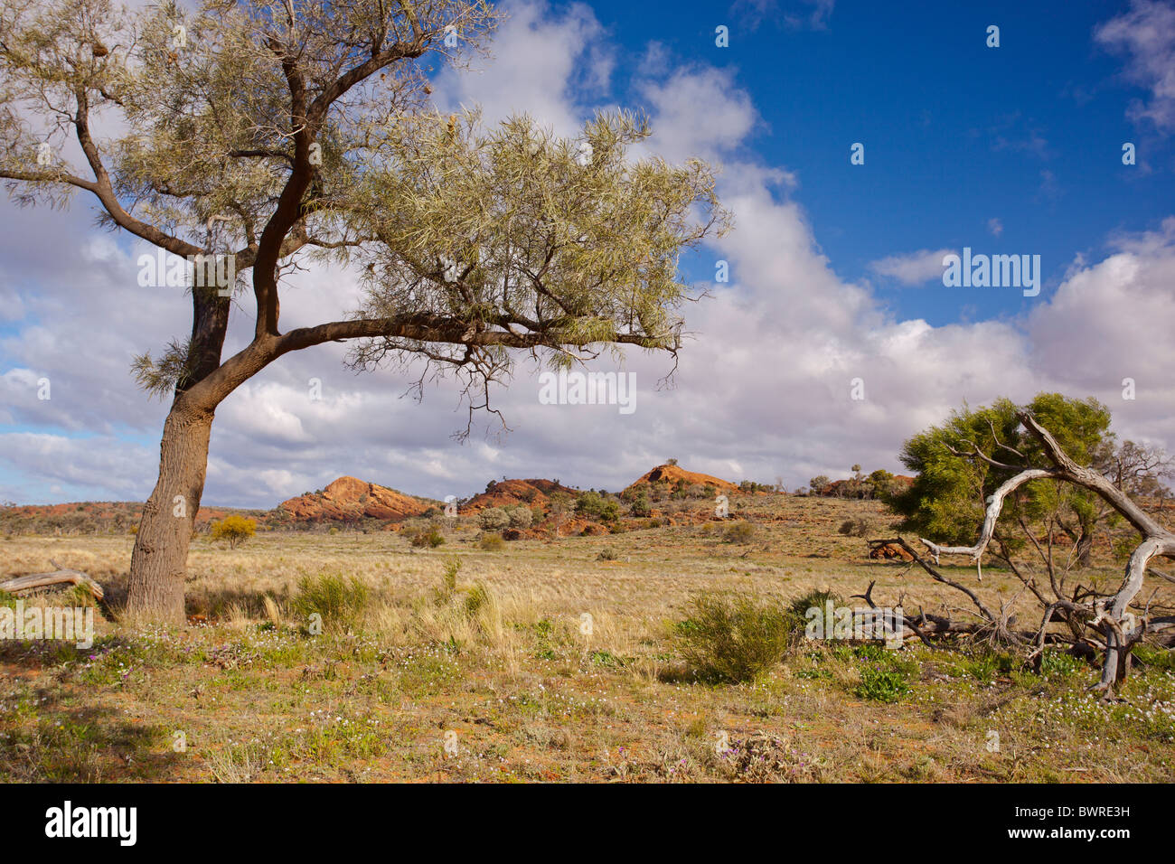 Mulga tree hi-res stock photography and images - Alamy