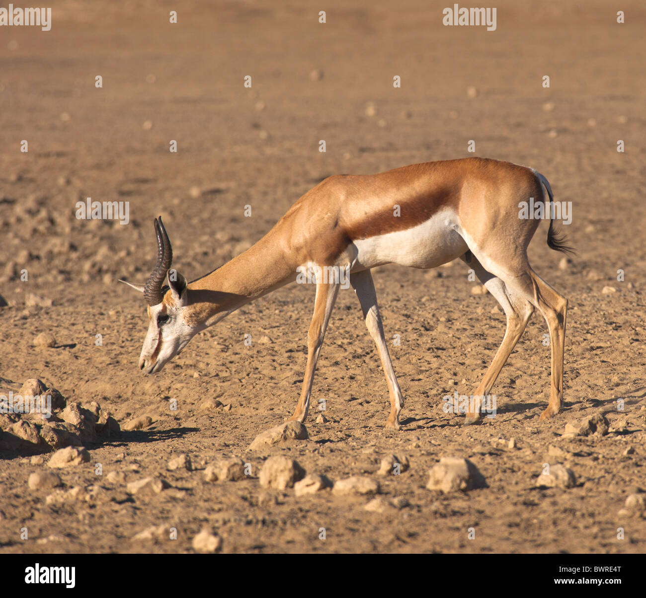 Caution springbok hi-res stock photography and images - Alamy