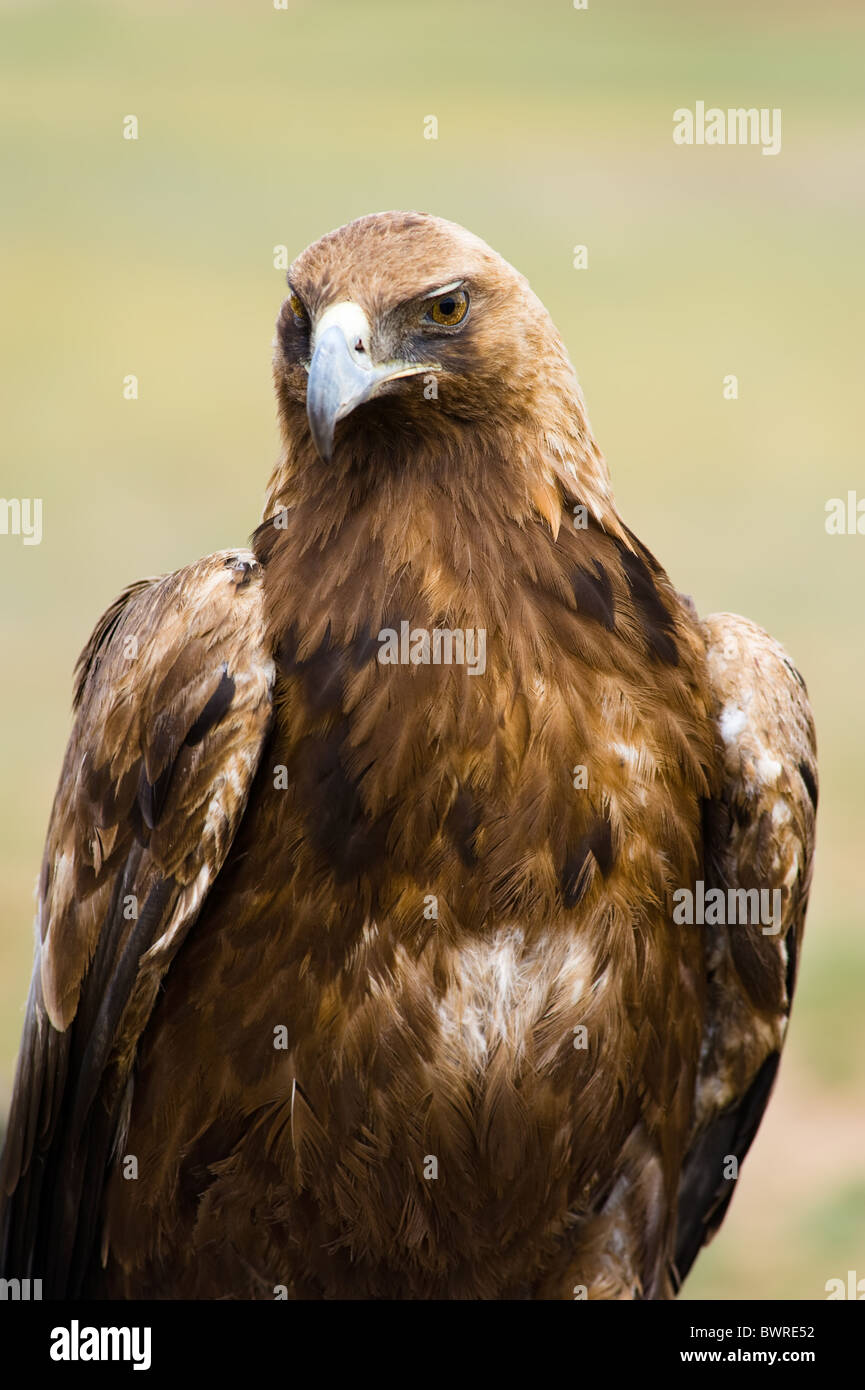 vertical portrait of a wild golden eagle Stock Photo - Alamy