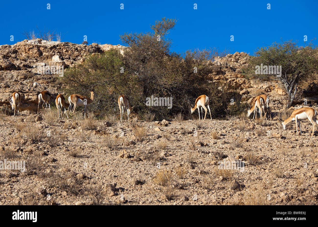 springbok herd feeding Stock Photo - Alamy