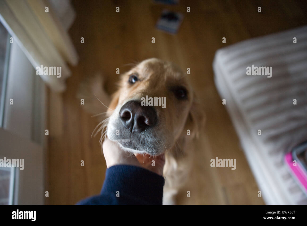 Dog scratch nose hi-res stock photography and images - Alamy