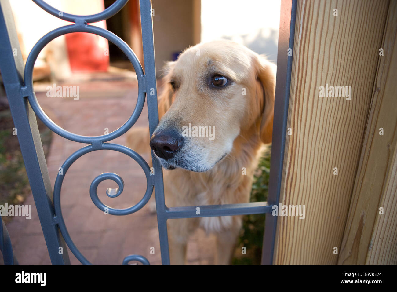 Golden retriever dog waiting for owner to come home Stock Photo - Alamy