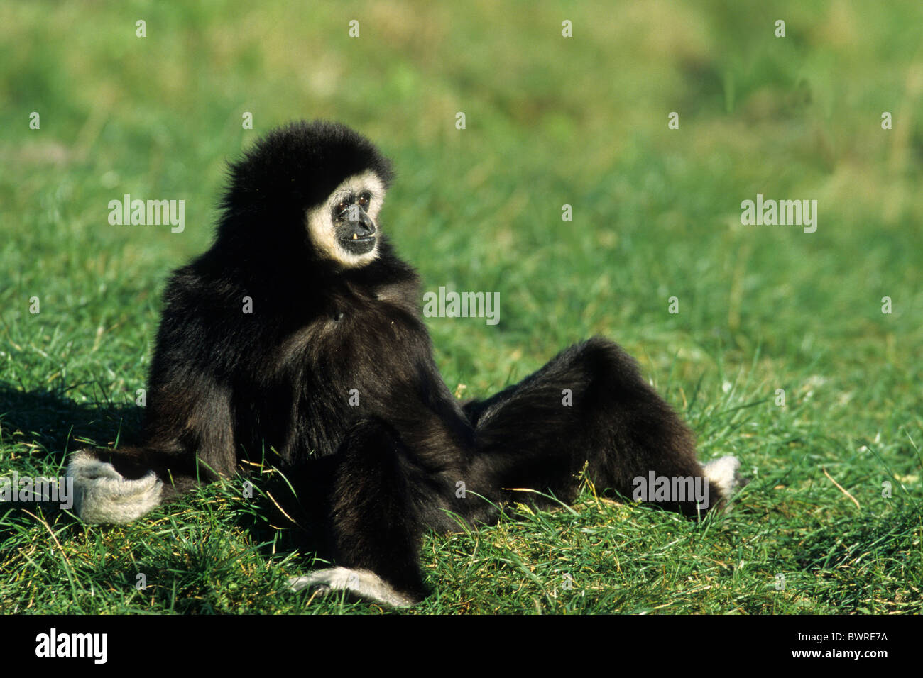 Gray gibbon animal primate Hylobates muelleri Muller Bornean Gibbon ...