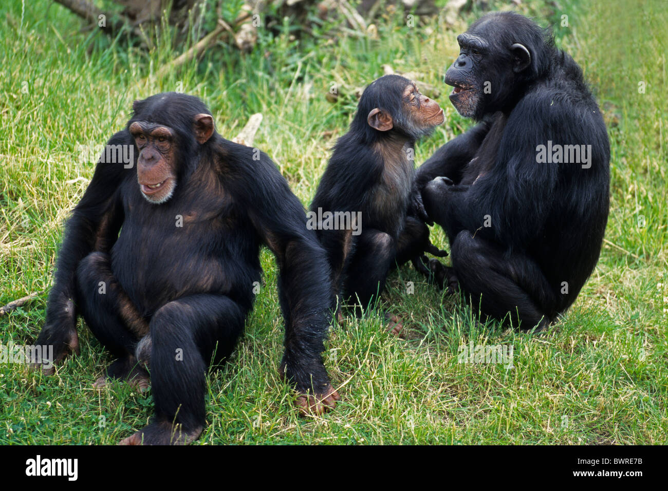 Chimpanzee pan troglodytes troglodytes young hi-res stock photography ...