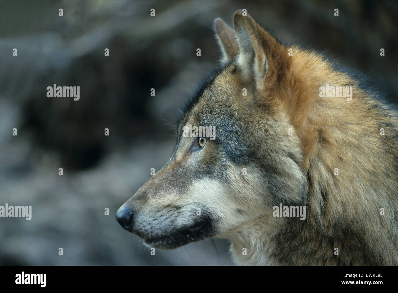 10844065 hi-res stock photography and images - Alamy