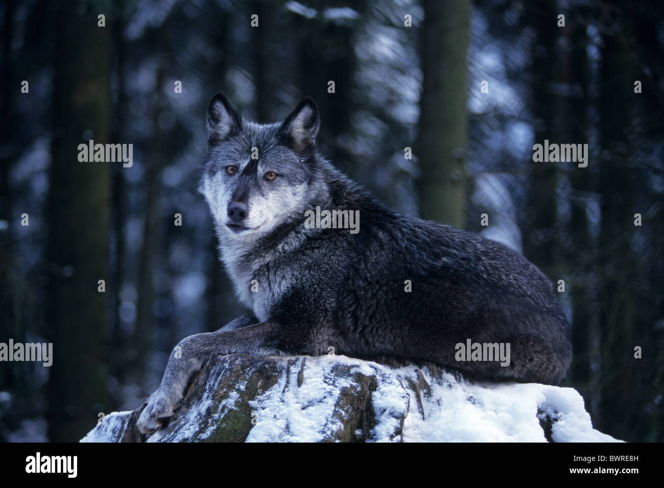 Wolf Canis lupus Portrait mammal animal one wolves lying winter forest ...