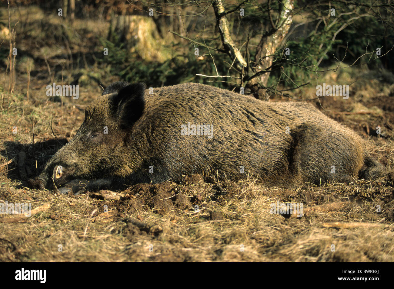 Mammals of germany hi-res stock photography and images - Alamy