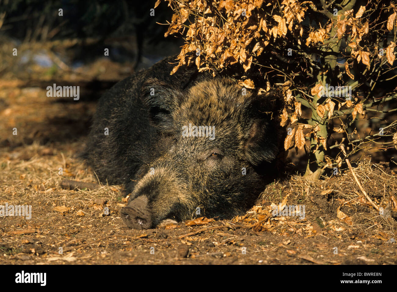 10844069 hi-res stock photography and images - Alamy