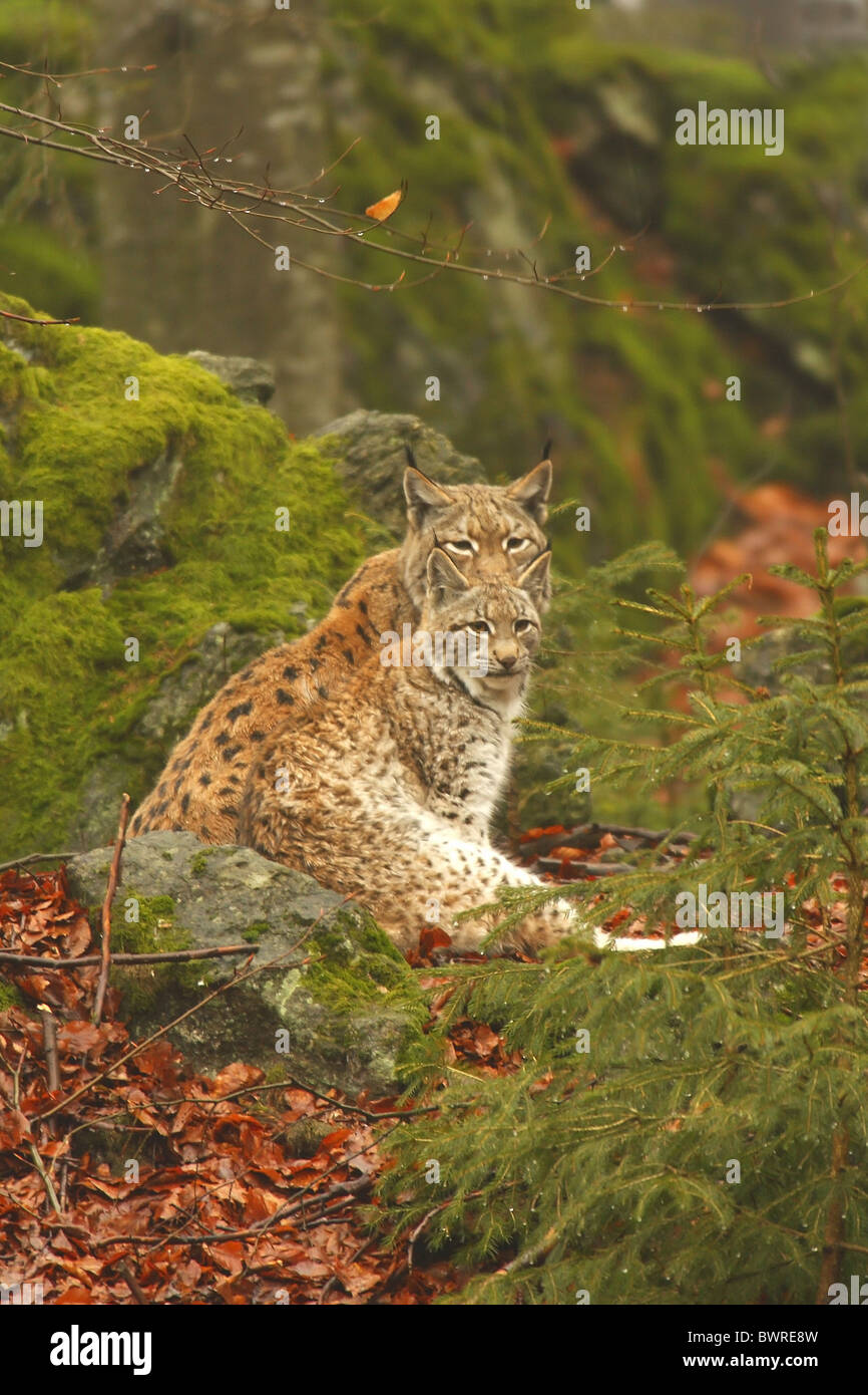 Eurasian lynx cat mammal one animal predator forest fauna nature Stock ...