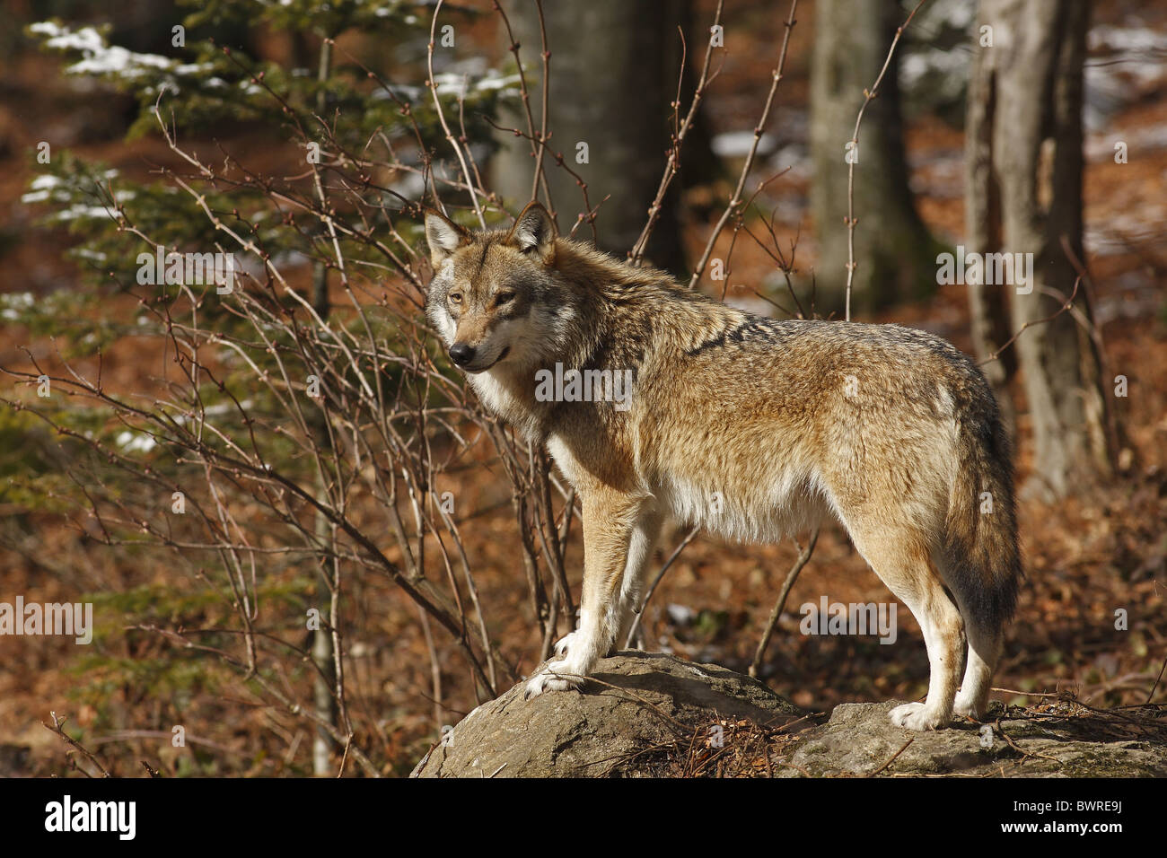 Wolf Canis lupus mammal predator one animal Gray Wolf wolf animal ...